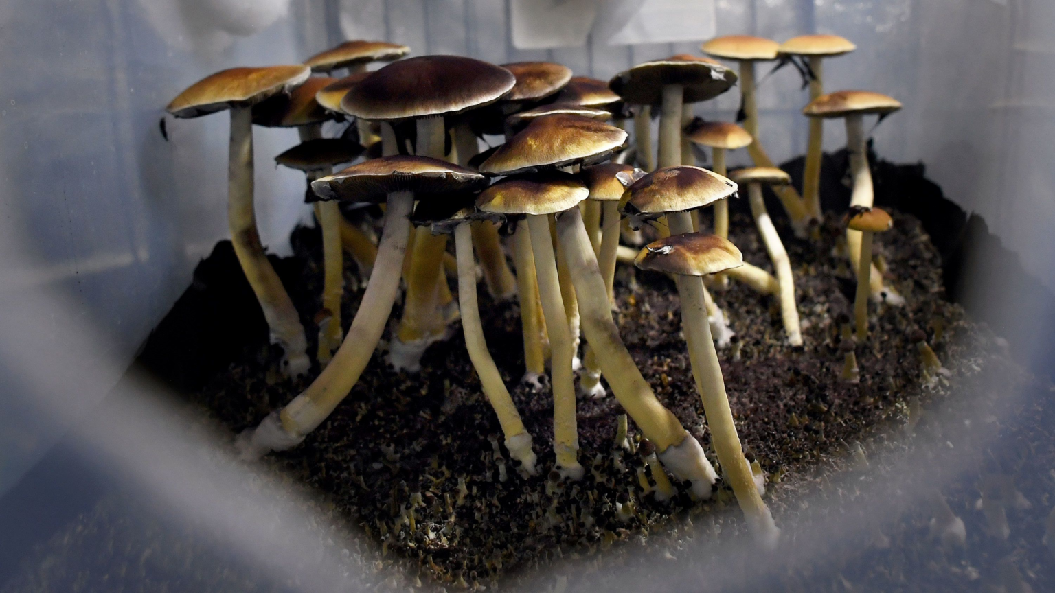 Best Way to Take Shrooms: 7 Easy Consumption Methods